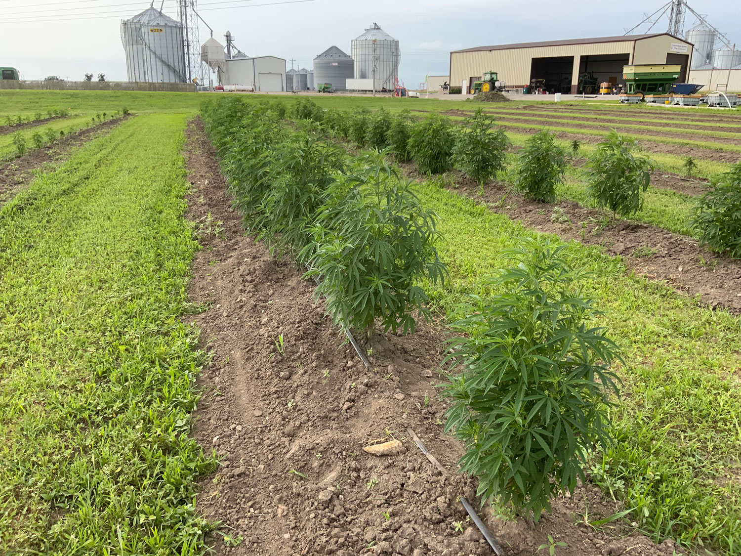Research – Native Prairie Hemp Products