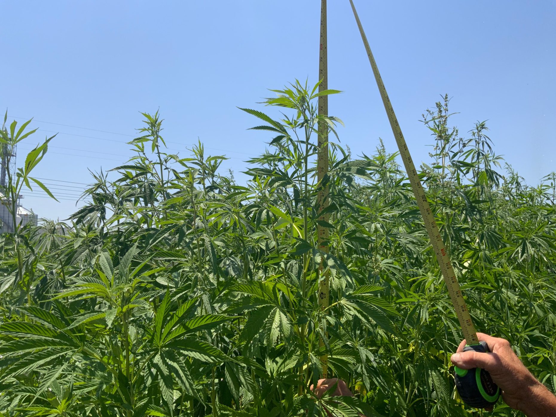 Research – Native Prairie Hemp Products